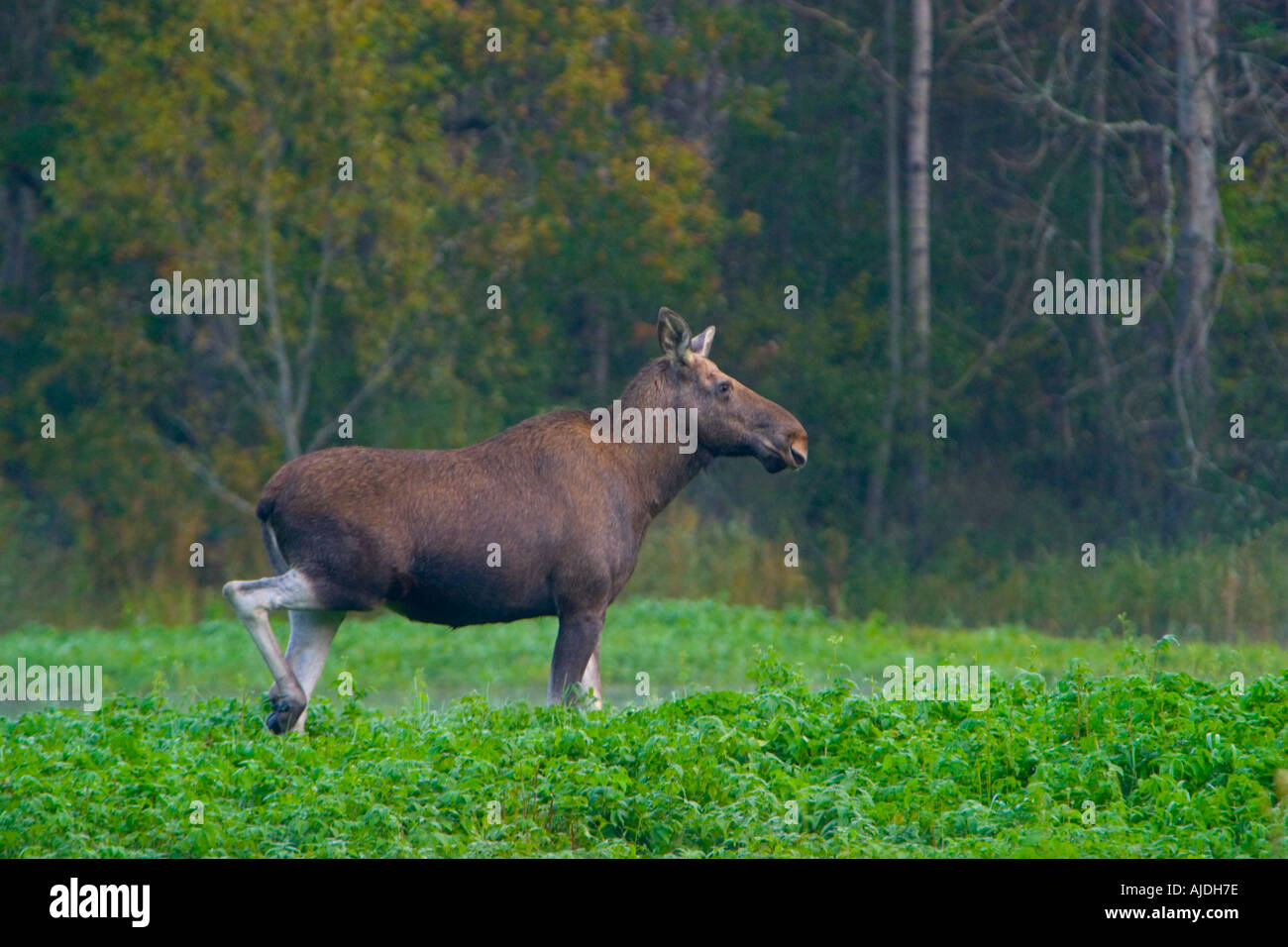 Moose foot hi-res stock photography and images - Alamy
