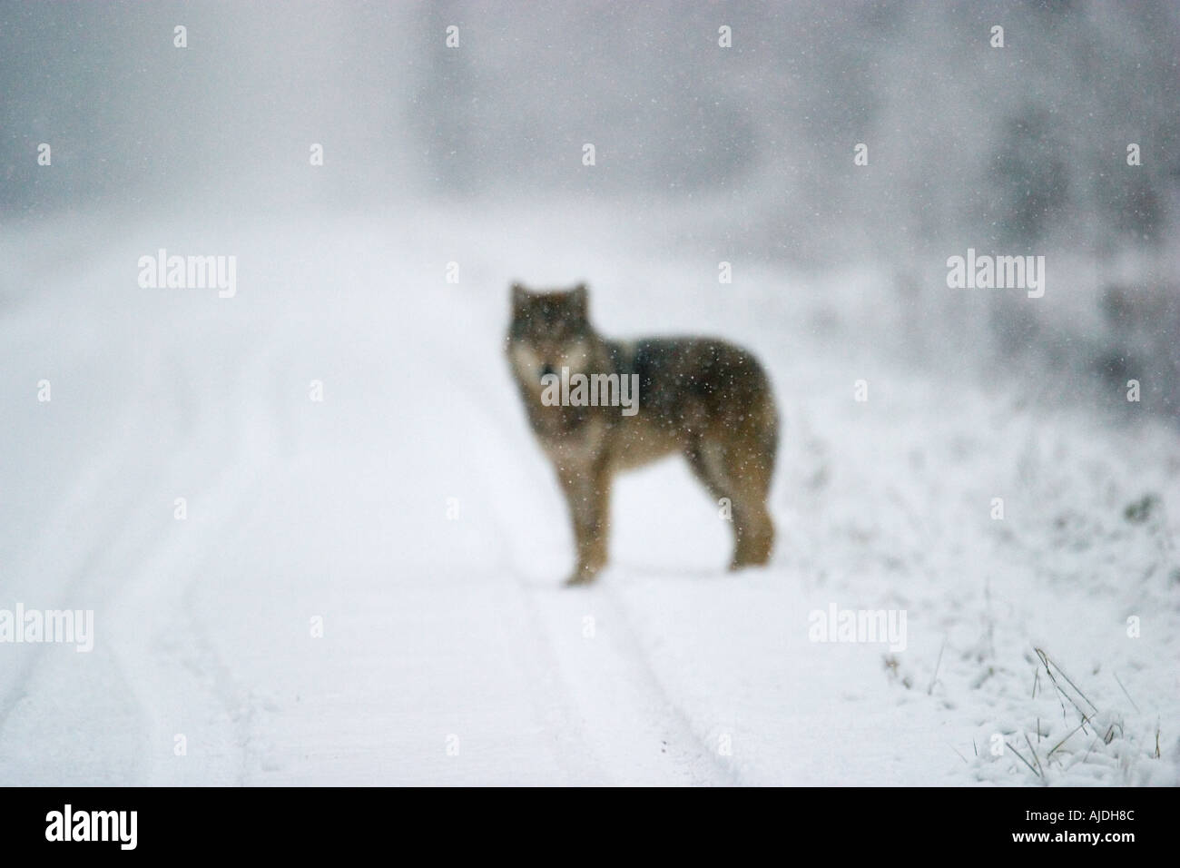 Wild Grey Wolf Stock Photo - Alamy