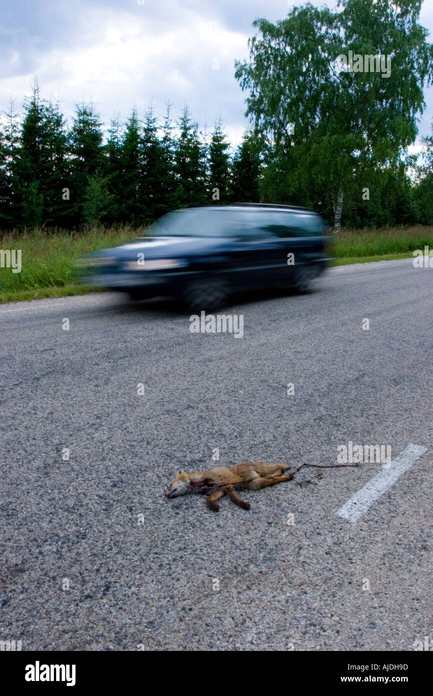 Red fox vulpes vulpes roadkill hi-res stock photography and images - Alamy