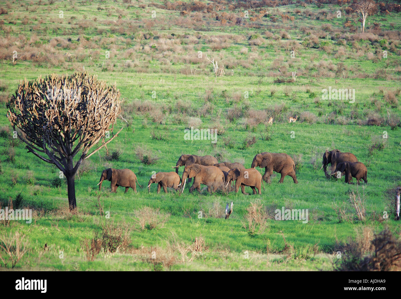 Elephant herd and Euphorbia Candelabra tree Tsavo West National Park ...
