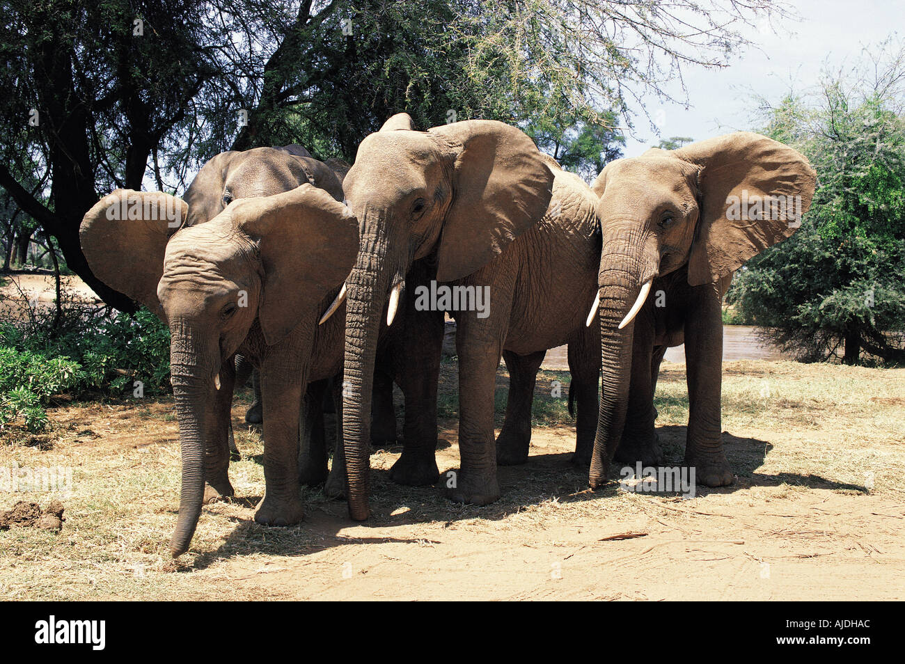 Relaxed elephants hi-res stock photography and images - Alamy