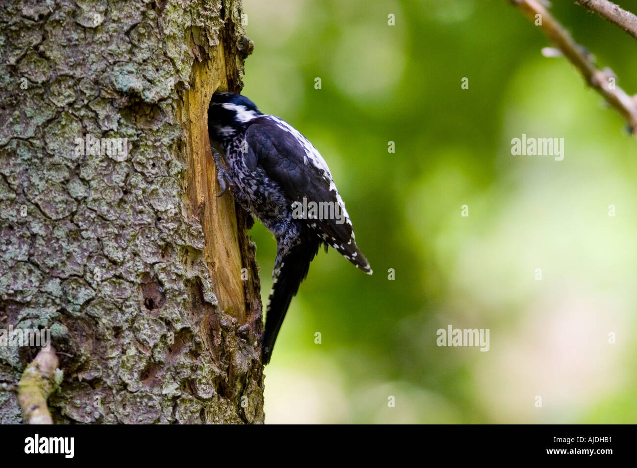 Building a nest Stock Photo - Alamy