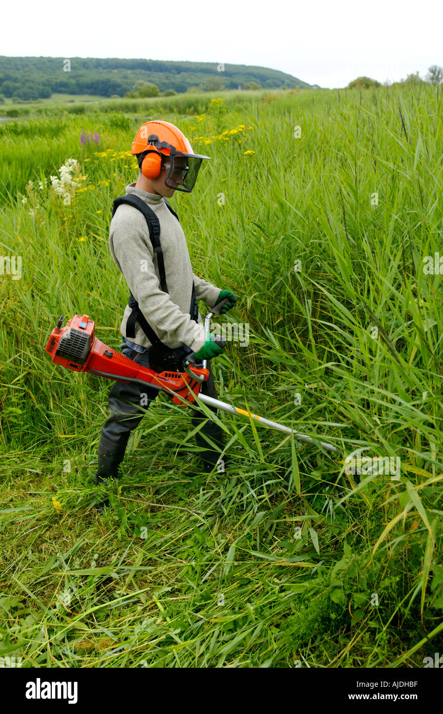Conservation volunteer brushcutting invasive vegetation from reedbeds ...