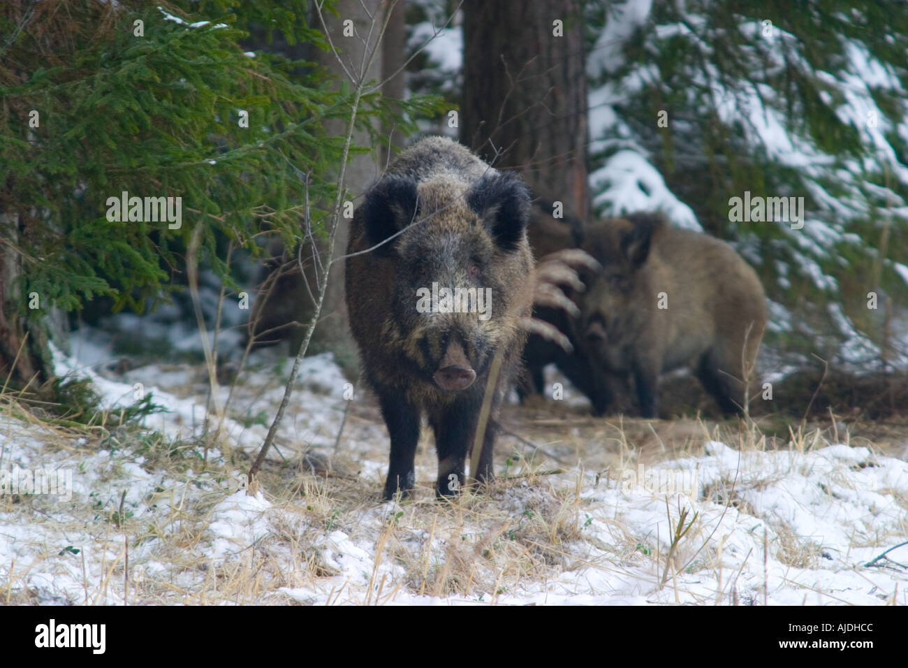 Guarding boar hi-res stock photography and images - Alamy
