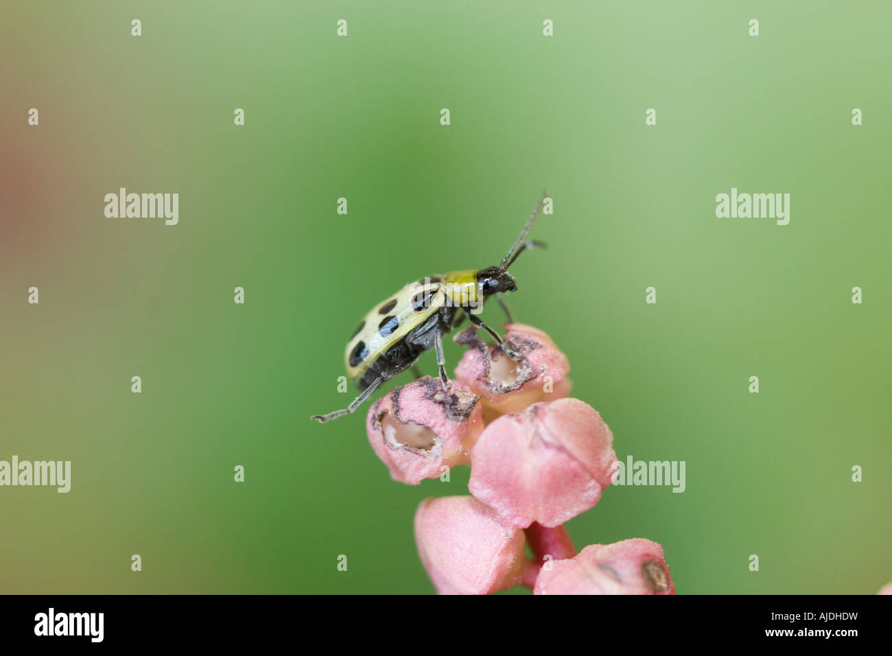 Western corn beetle hi-res stock photography and images - Alamy