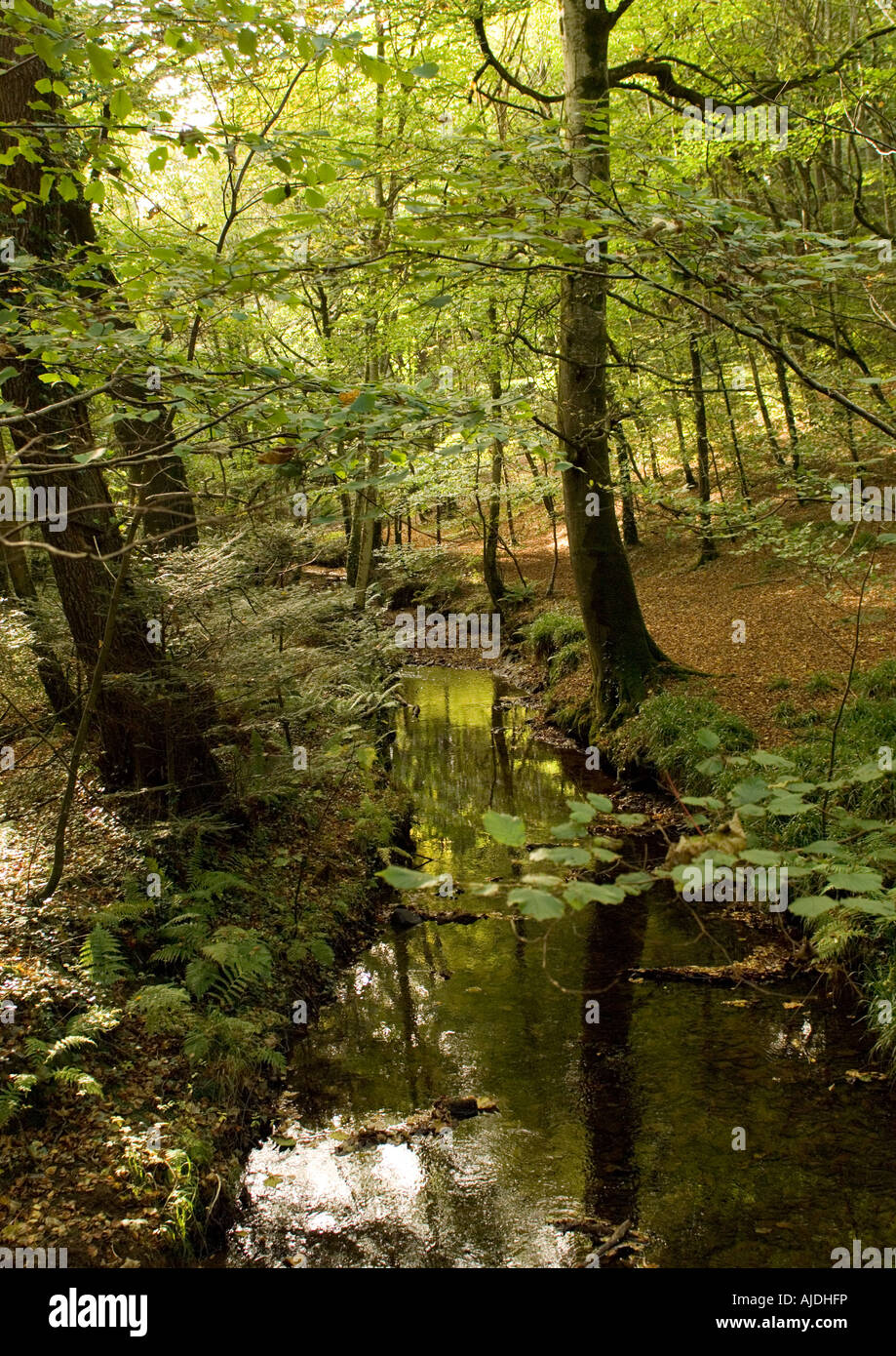 A stream running through woods in the autumn Stock Photo - Alamy