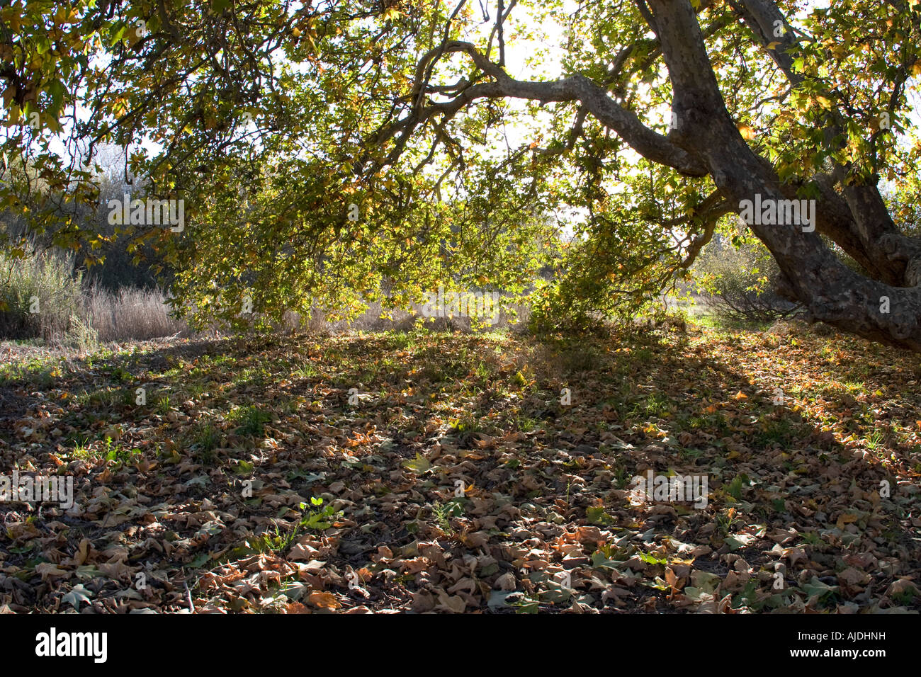 Black oak tree hi-res stock photography and images - Alamy