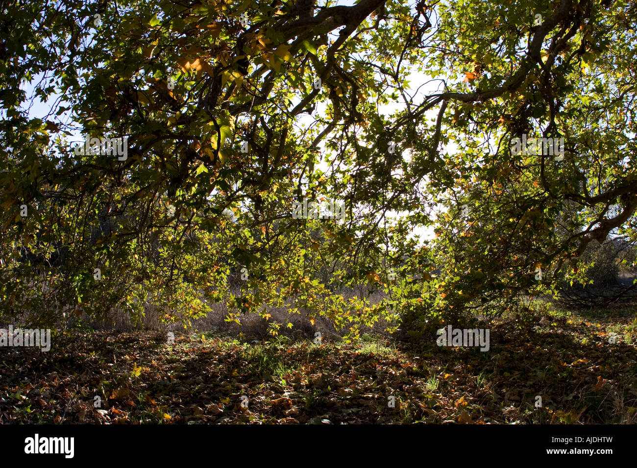 Black oak tree hi-res stock photography and images - Alamy