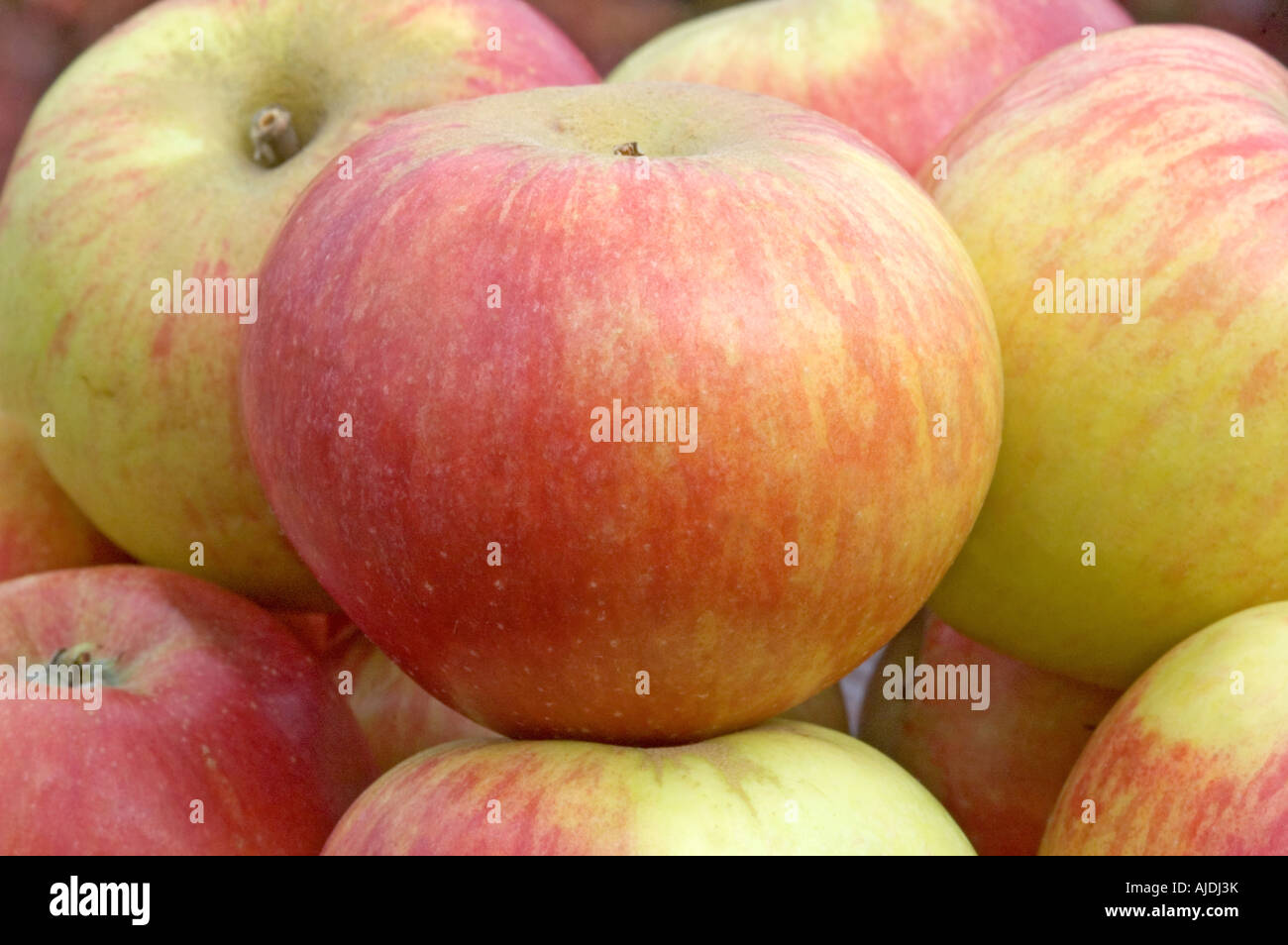 Early Windsor English Apples Stock Photo - Alamy