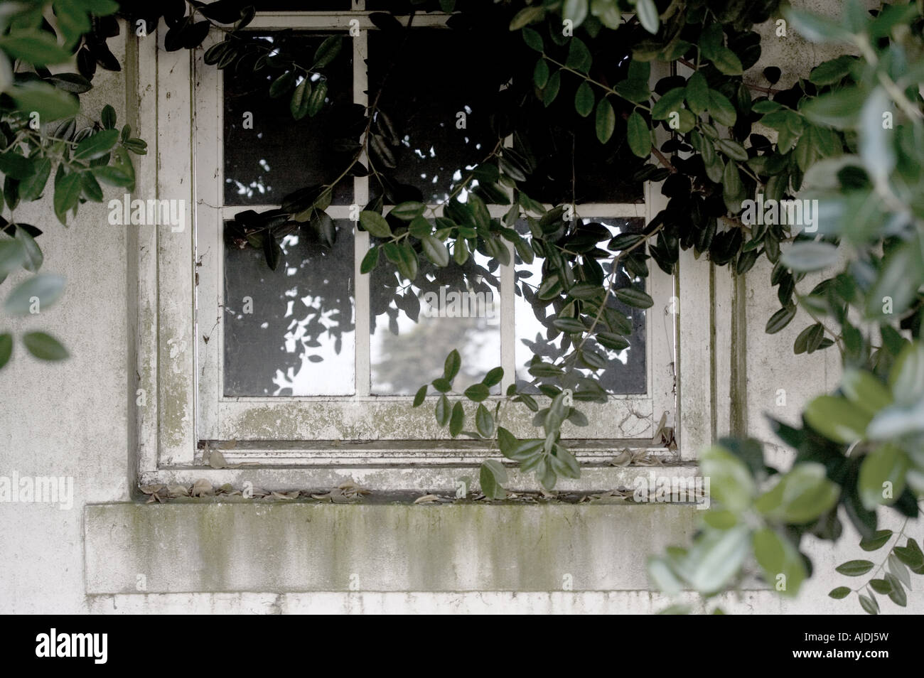 Window framed by branches Stock Photo - Alamy