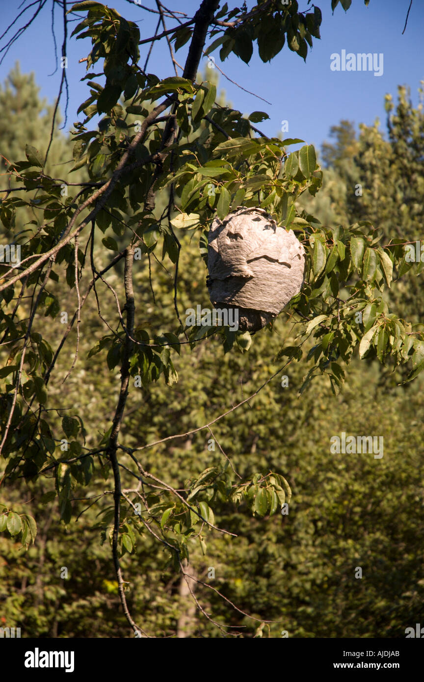Wasp colonies hi-res stock photography and images - Alamy