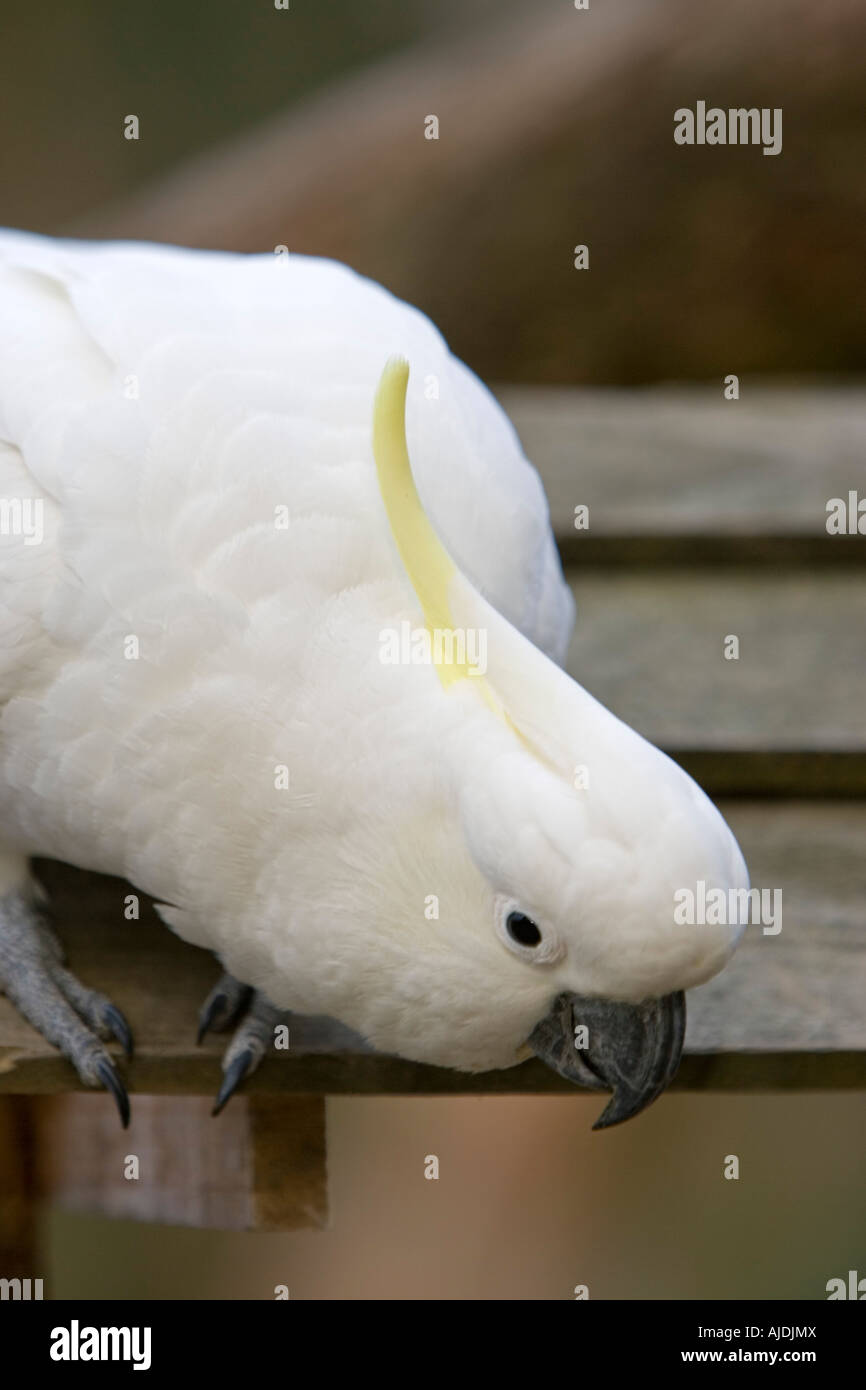 White cockatoo large noisy native bird Melbourne Victoria Australia ...