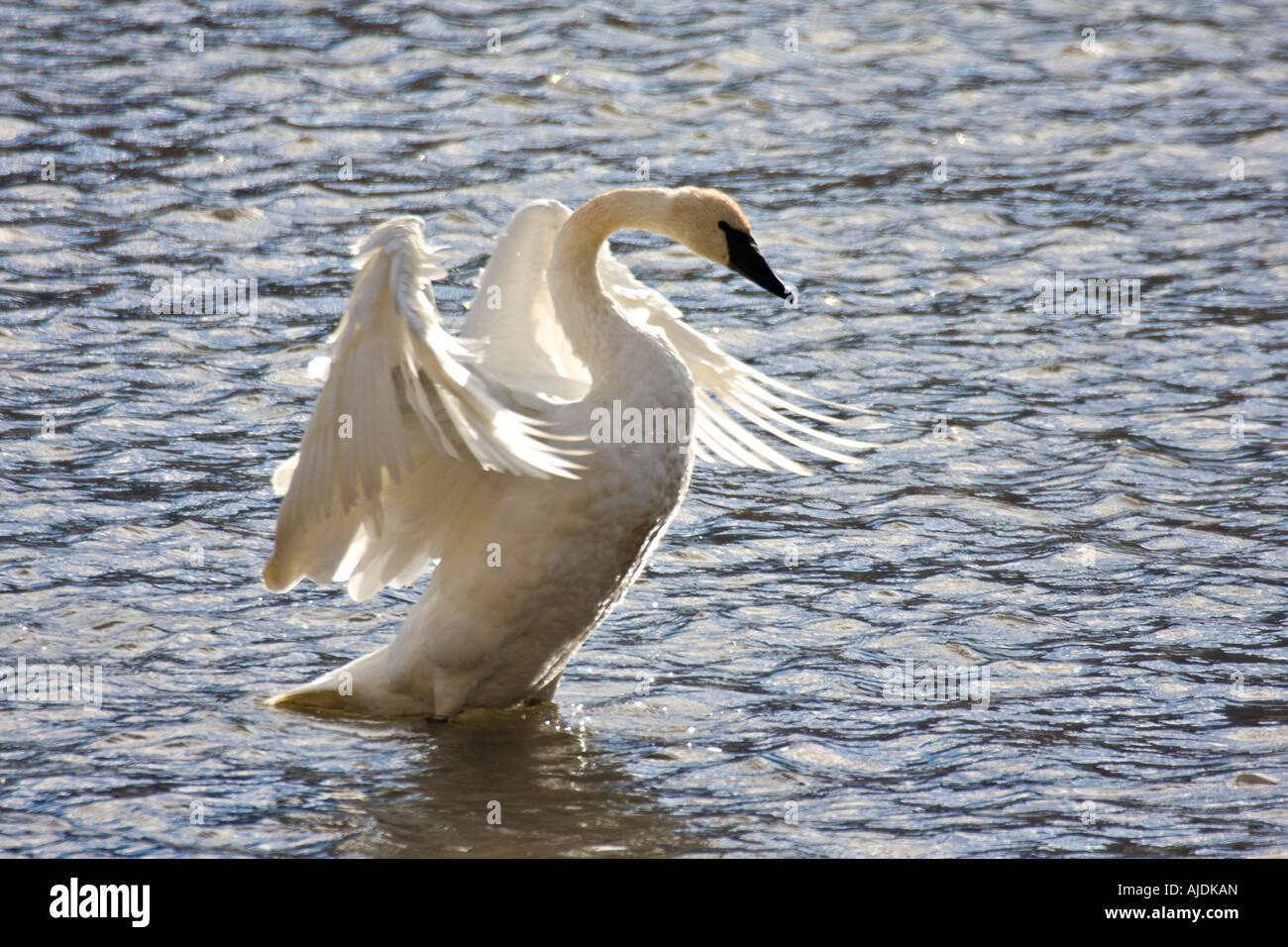 Jackson families hi-res stock photography and images - Alamy