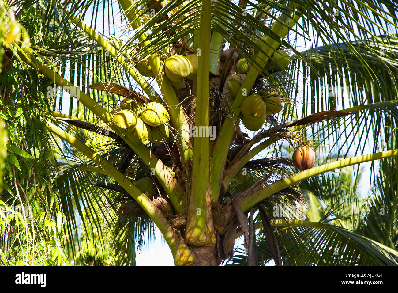 Coconut Tree in the Resort of Tasik Ria in North Sulawesi, Indonesia ...