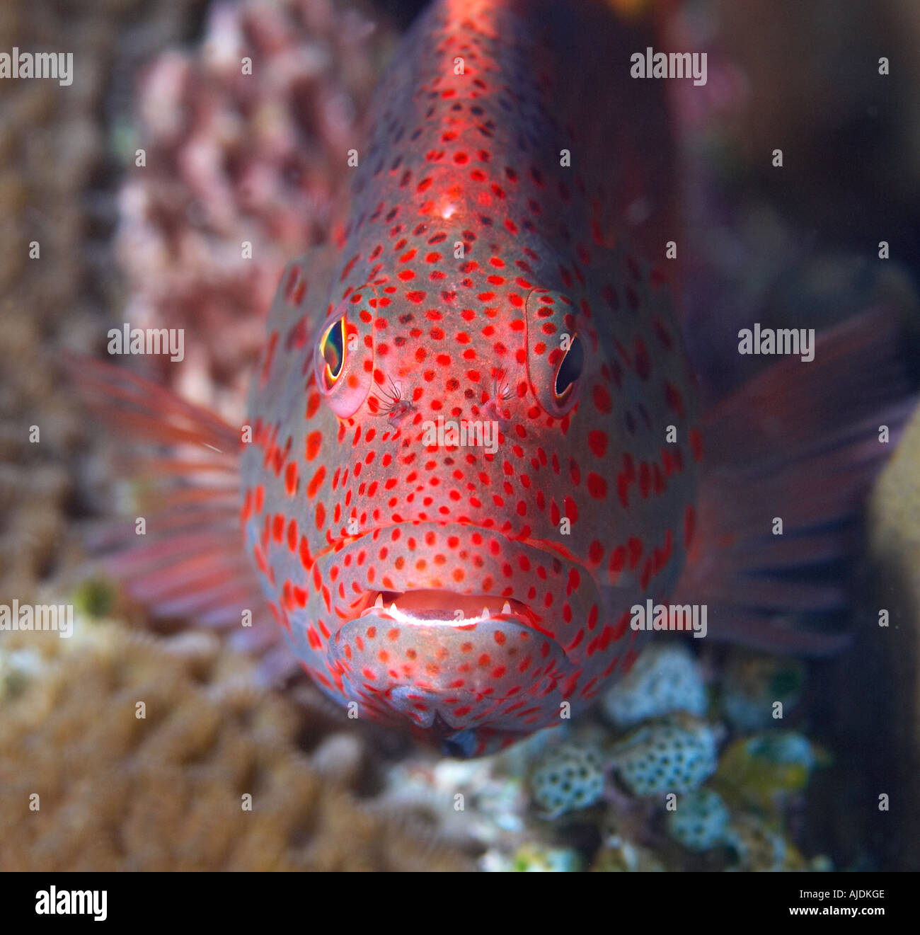 Freckled Hawkfish (Paracirrhites fosteri) North Sulawesi, Indonesia ...