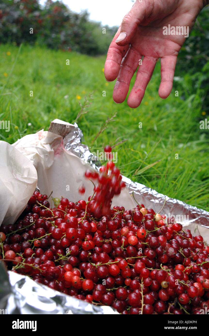 Pick Your Own Stock Photo - Alamy