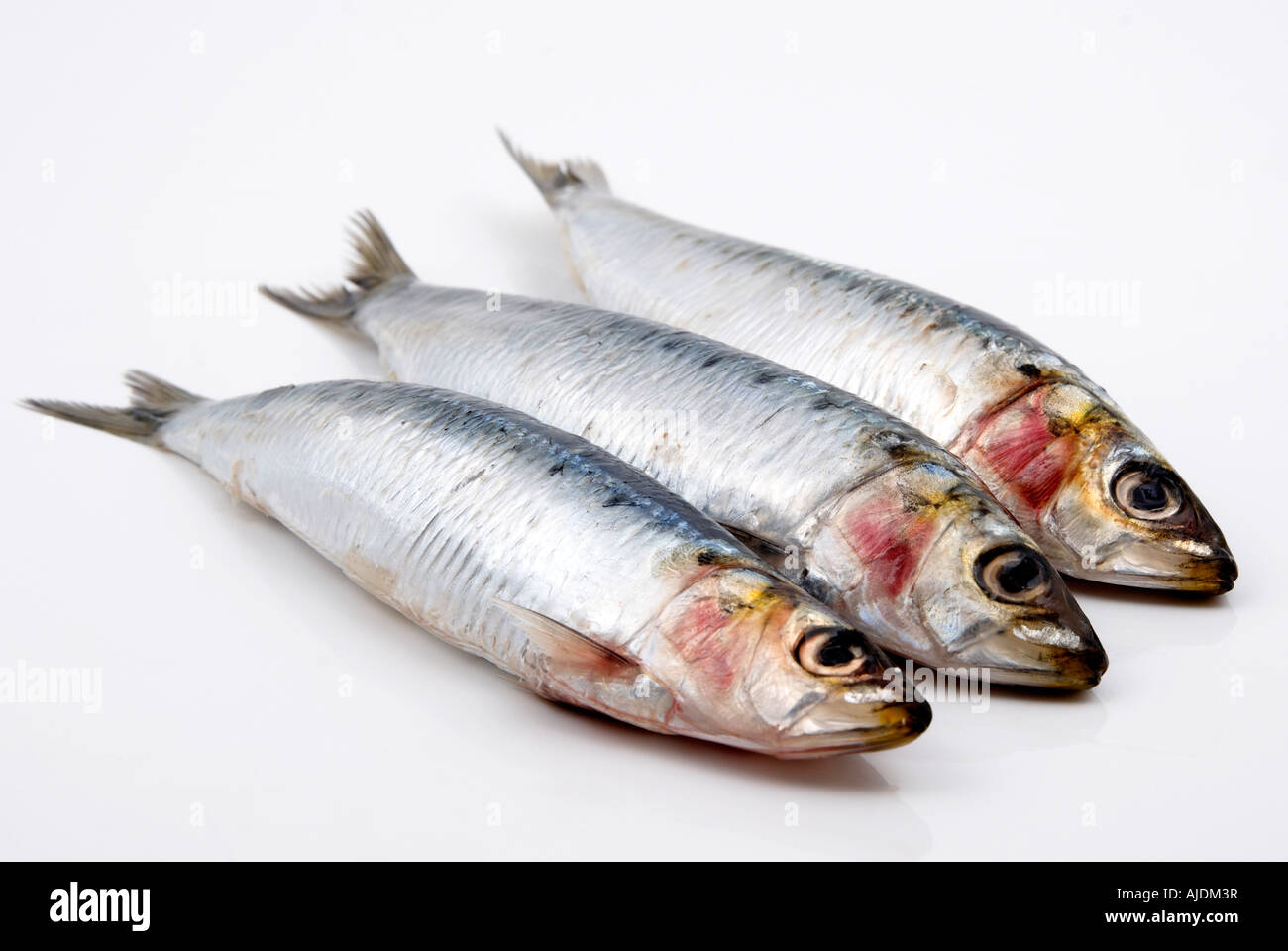 Sardines pilchards hi-res stock photography and images - Alamy