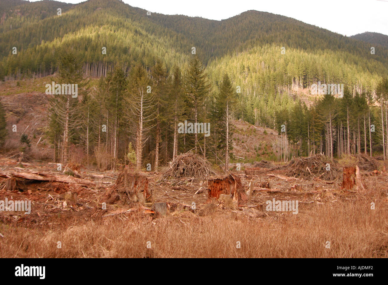 Clear cut logging in Olympic National Forest Washington Stock Photo - Alamy