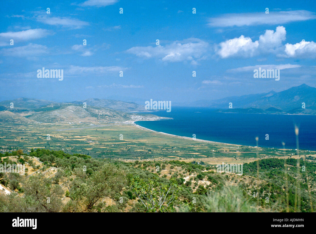 Mycale High Resolution Stock Photography and Images - Alamy