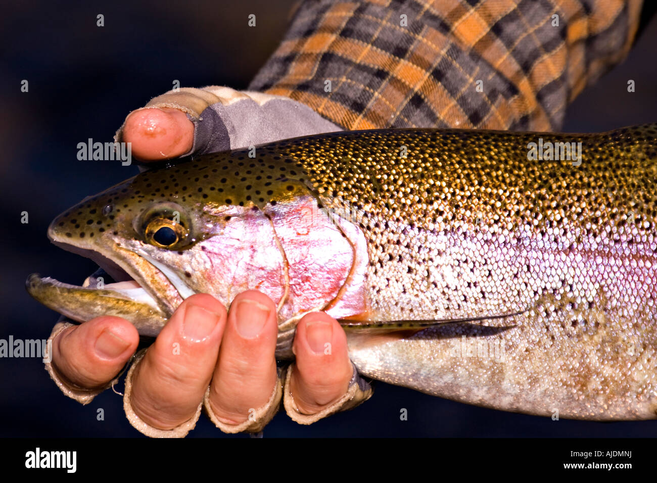 This is a picture of a trout held by the man who caught it Stock Photo ...