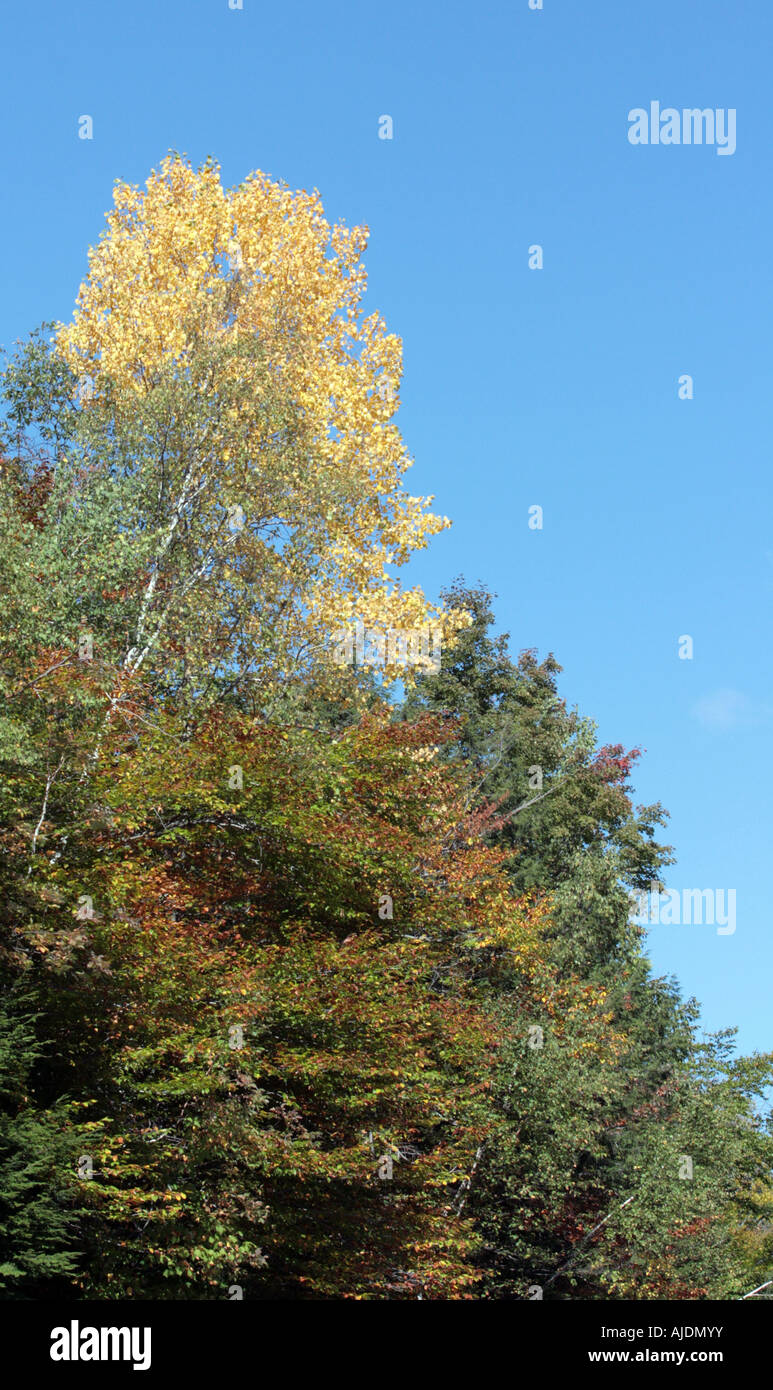 Turning autumn leaves and a blue sky Stock Photo - Alamy