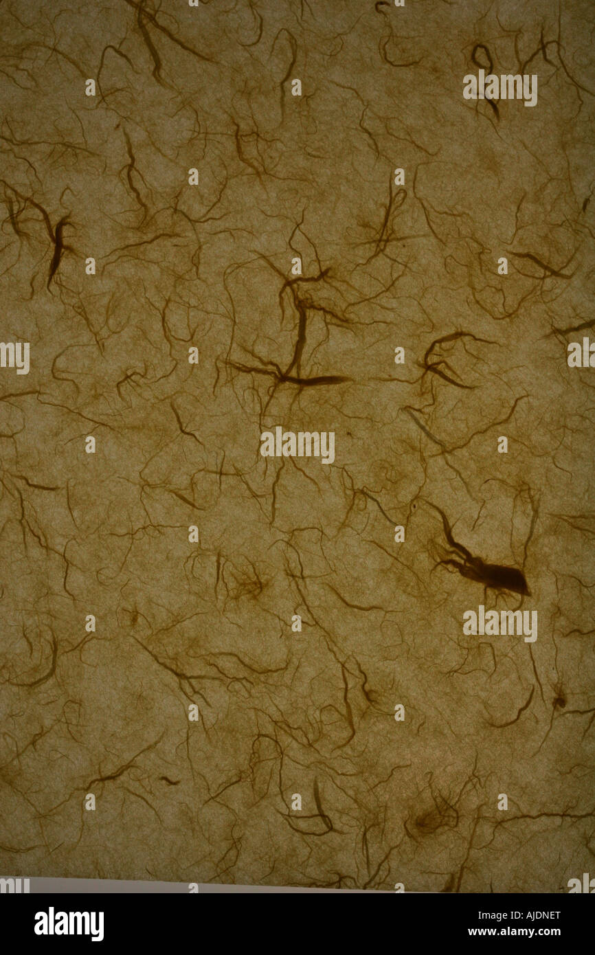 A close up of fiber silk paper lit from behind perfect for backgrounds ...