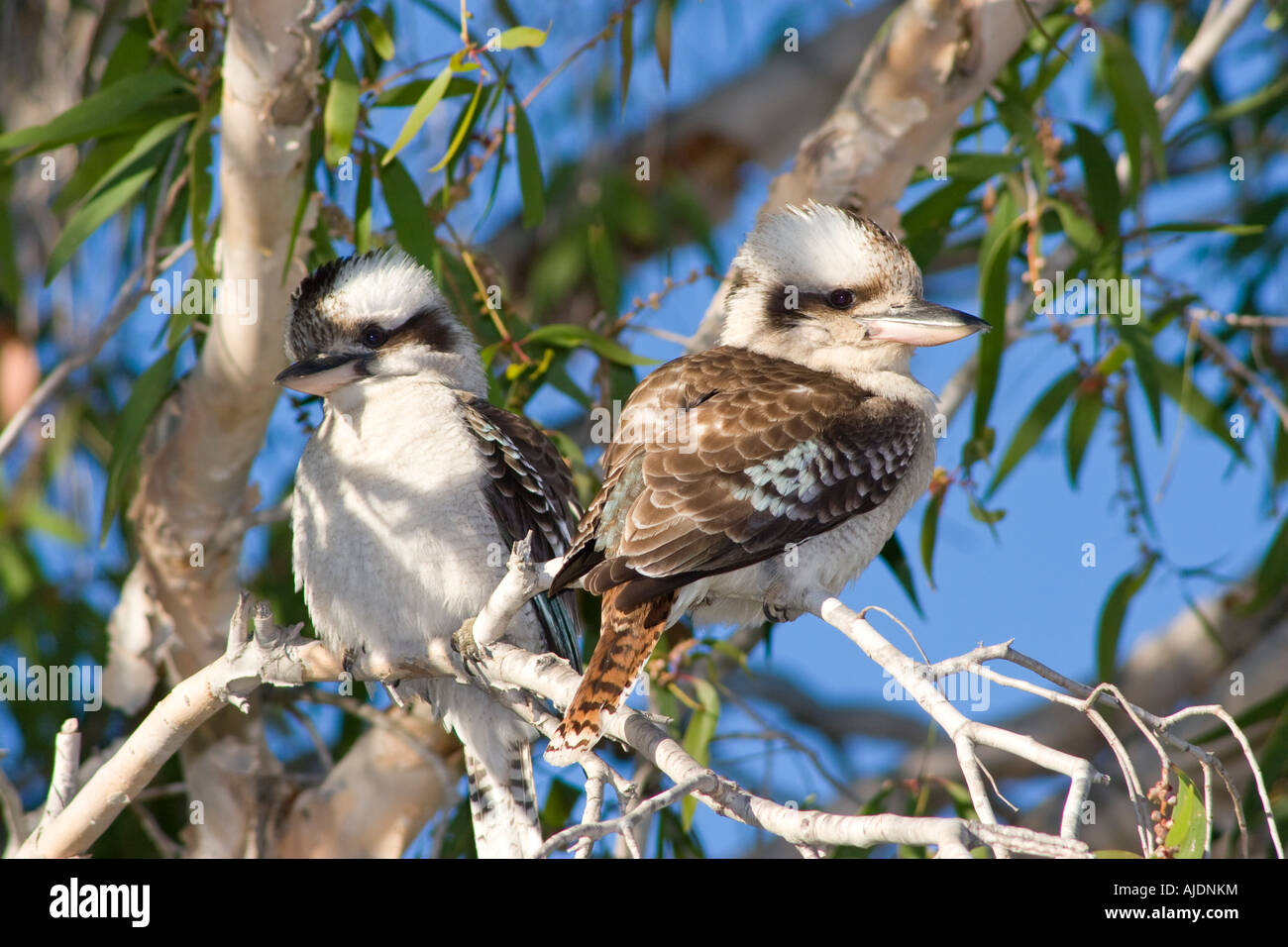 Two kookaburras in tree at Tannum Sands near Gladstone Queensland ...