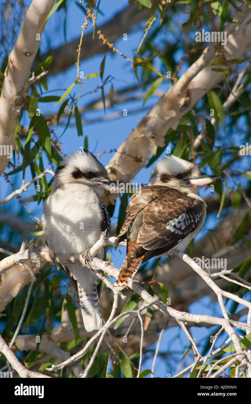 Two kookaburras in tree at Tannum Sands near Gladstone Queensland ...