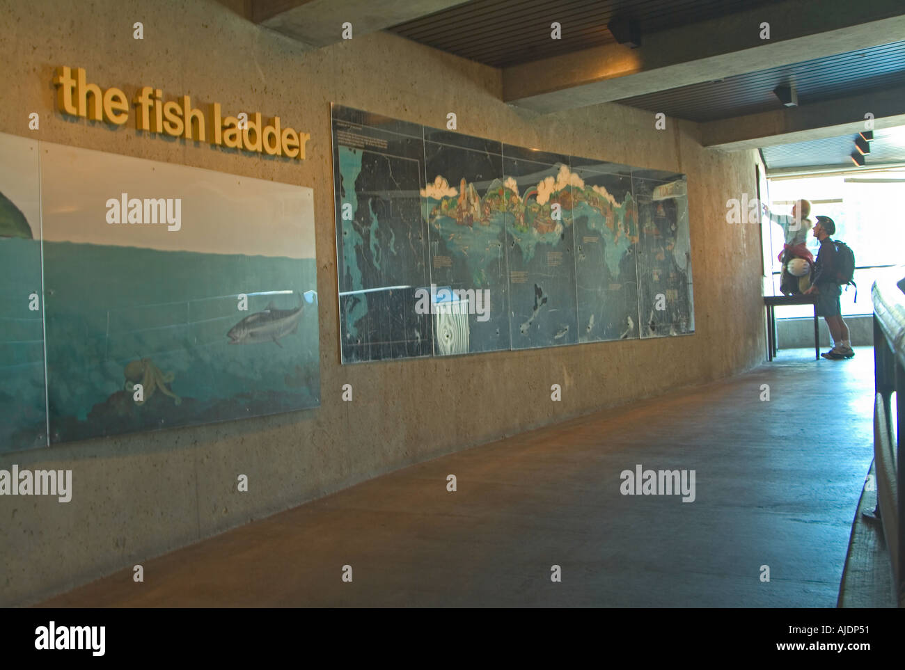 Ballard Locks fish ladder Seattle Washington Stock Photo - Alamy