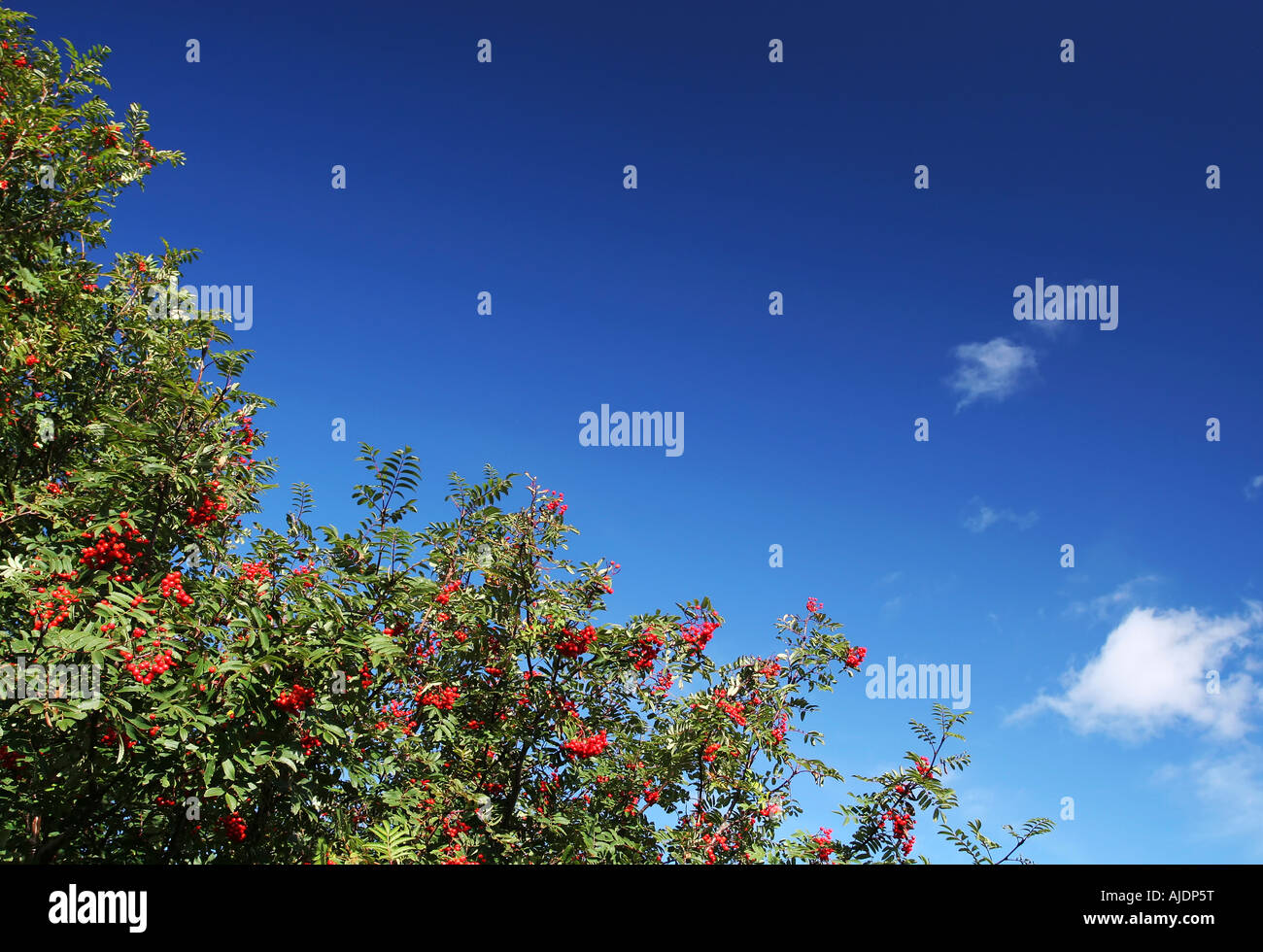 Gold cropped top hi-res stock photography and images - Alamy