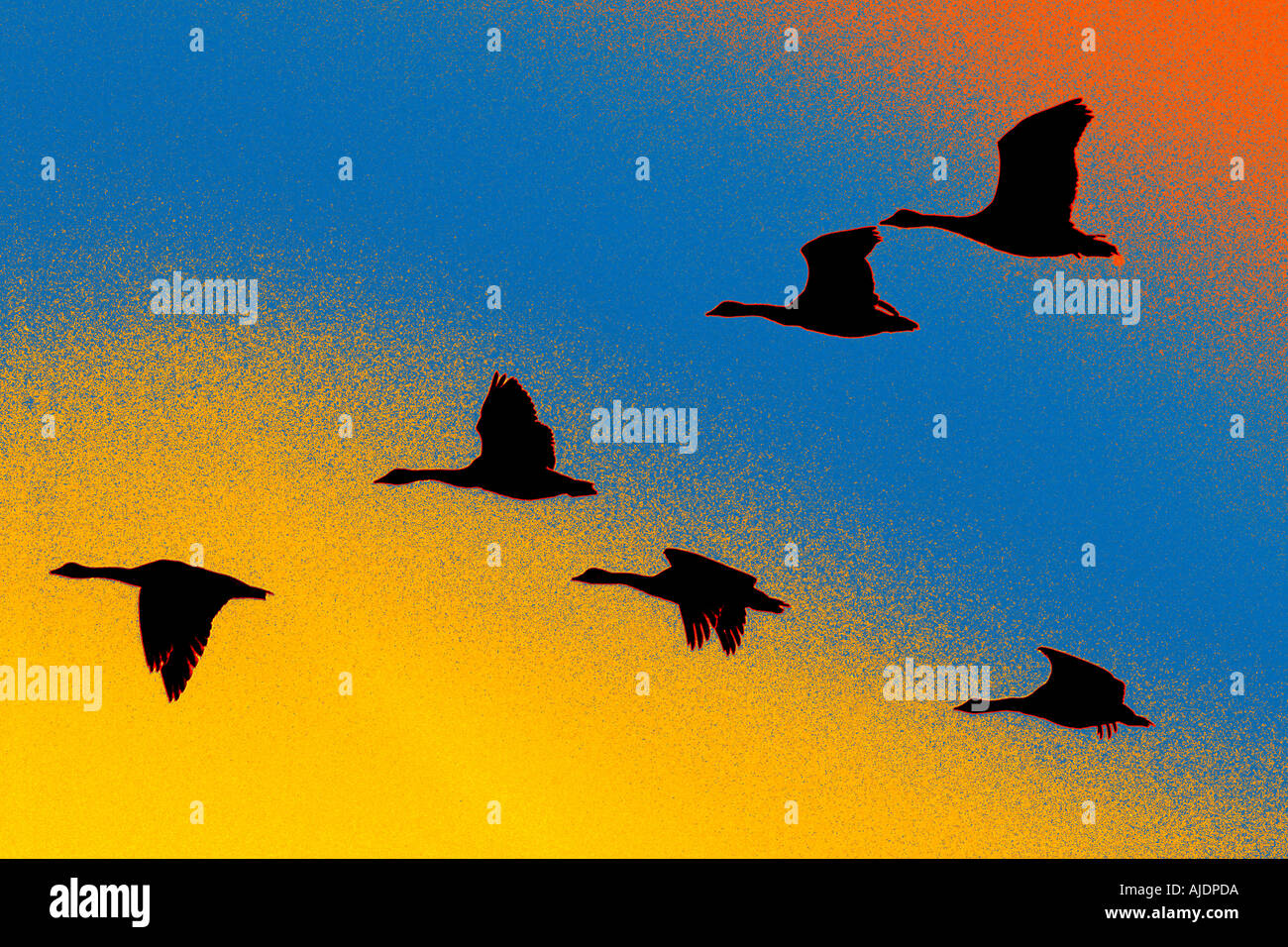 Digital Process Canadian Geese flying south at sunset over the Puget ...
