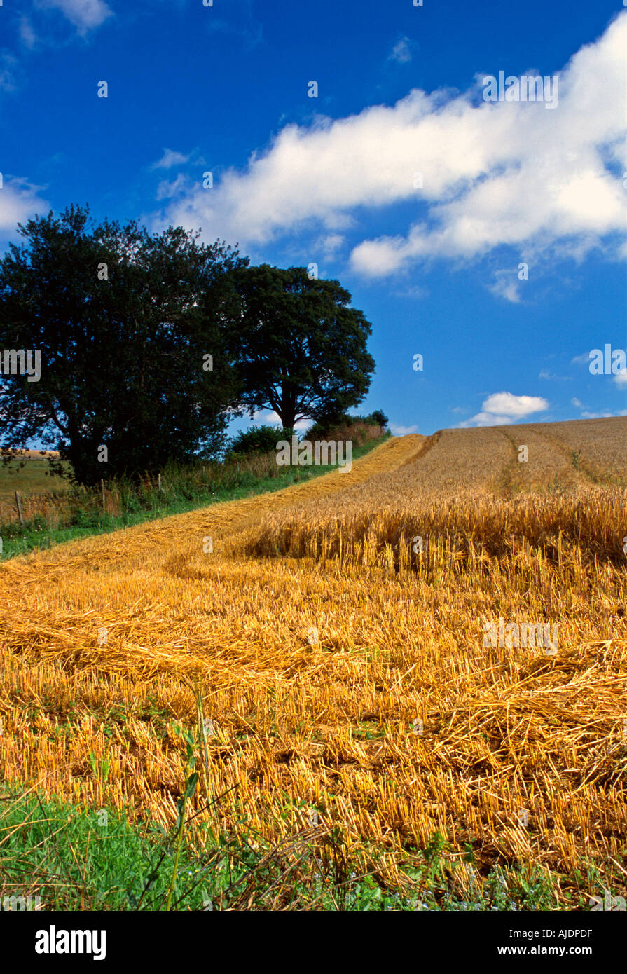 Golden Corn Field sweeping up hill,boarded by trees in a ...