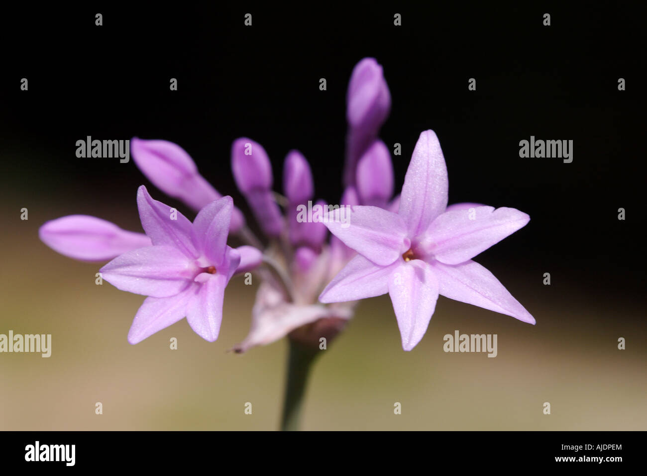 Brodiaea hi-res stock photography and images - Alamy