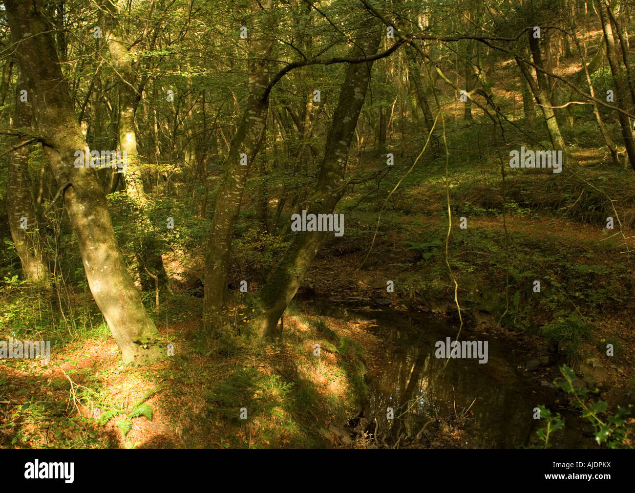 Dappled sunlight in woodland with autumn leaves Stock Photo - Alamy