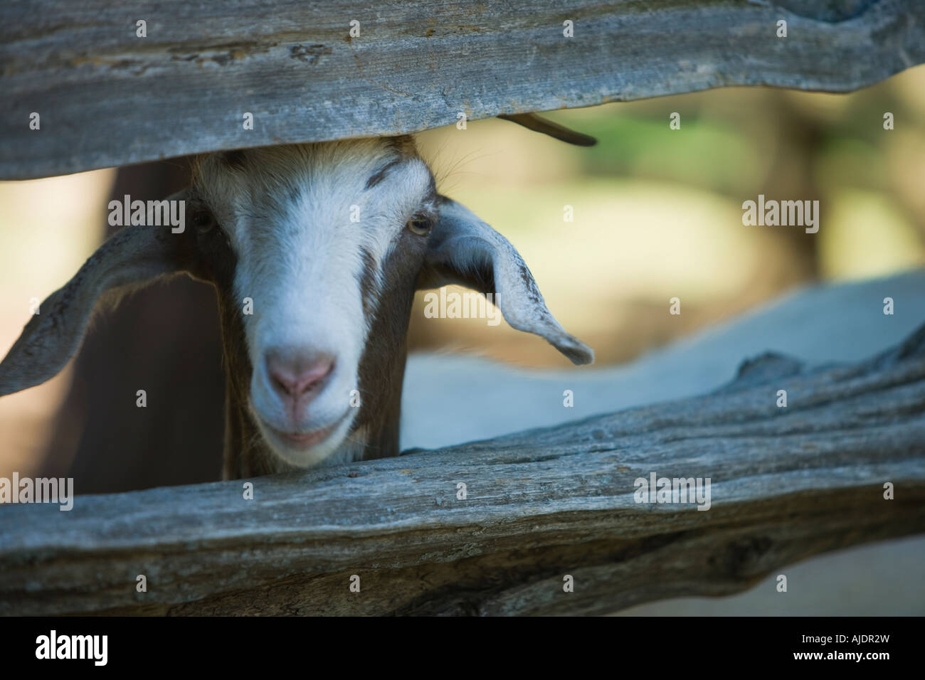 A goat watches visitors to the Mountsberg Conservation Area Ontario ...