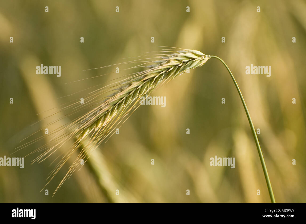 A head of rye in a field of organic rye on an organic farm in Norway ...