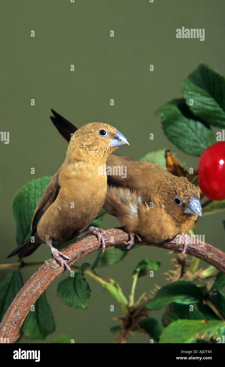 Silverbills hi-res stock photography and images - Alamy