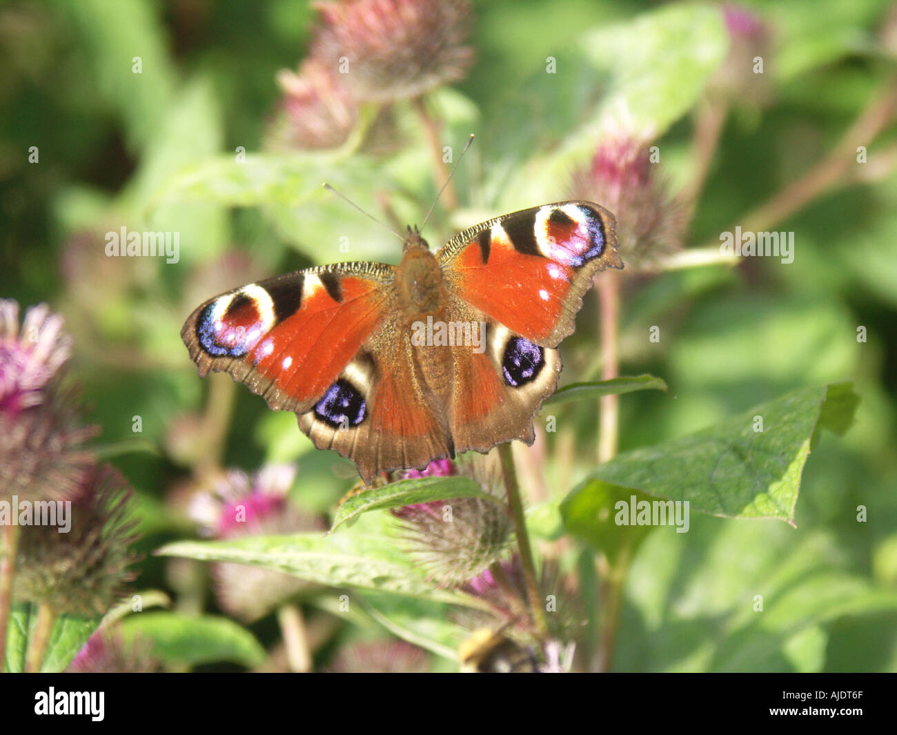 Ian peacock hi-res stock photography and images - Alamy