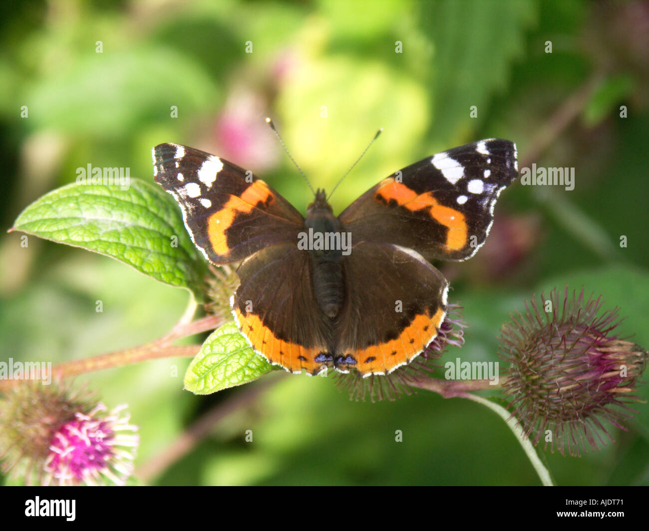 Red admiral butterfly - vanessa atlanta Stock Photo - Alamy