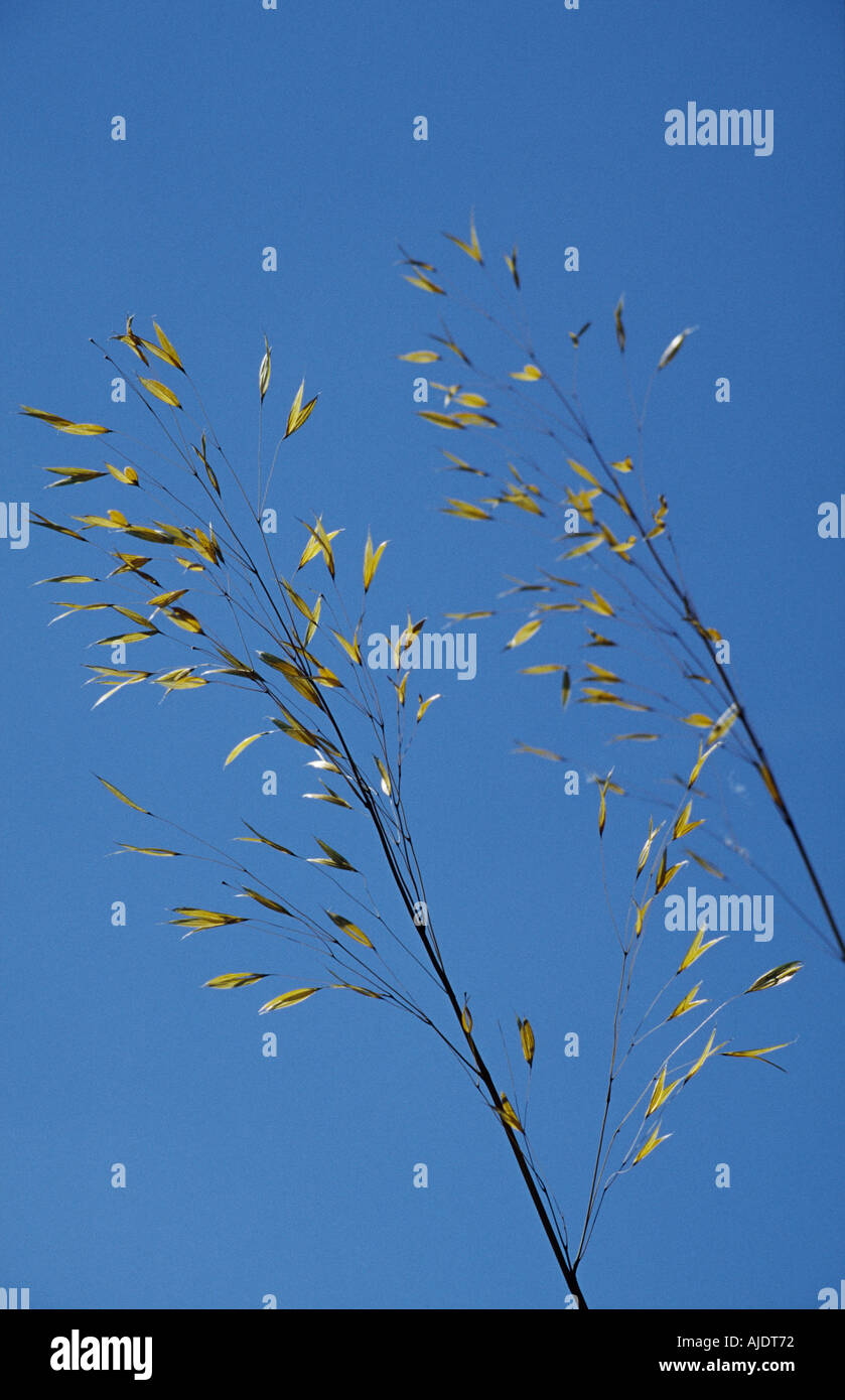 Stipa gigantea seeds hi-res stock photography and images - Alamy