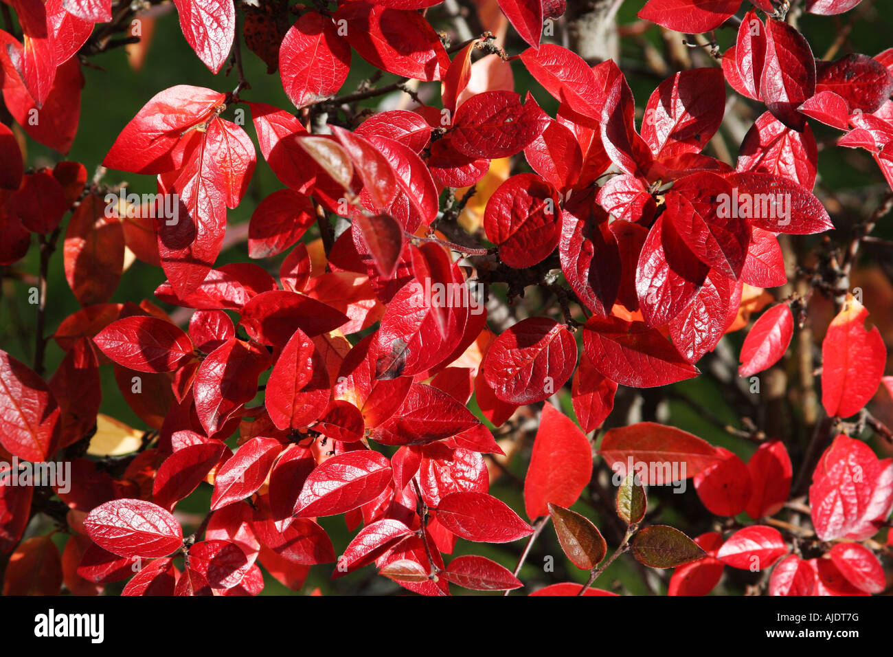 closeup of red leafes in autumn nice pattern great background Stock ...