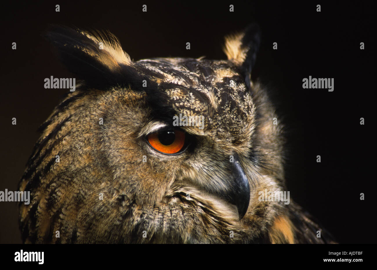 European eagle owl Stock Photo - Alamy