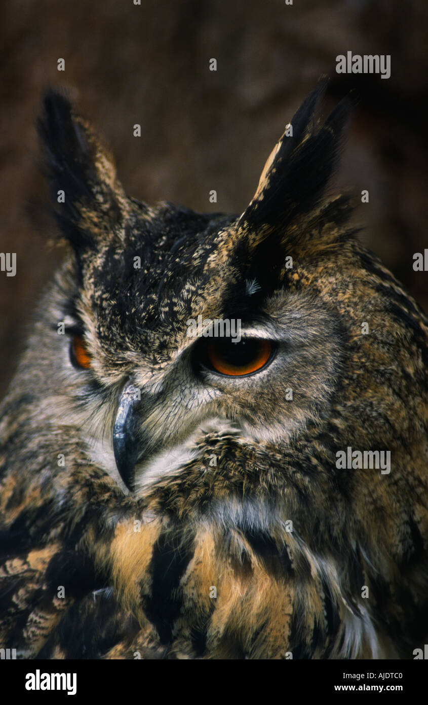 European eagle owl Stock Photo - Alamy