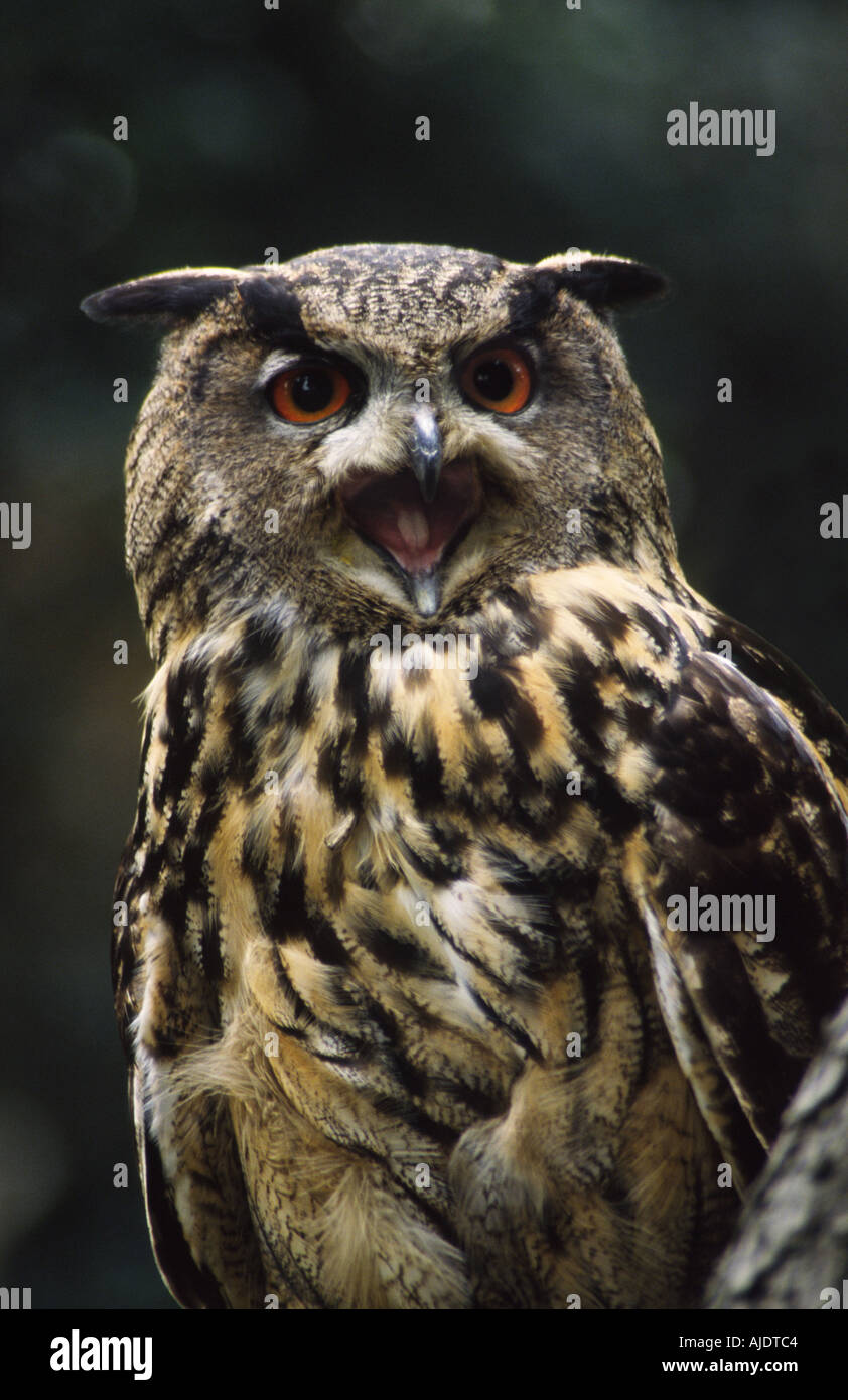 European eagle owl Stock Photo - Alamy