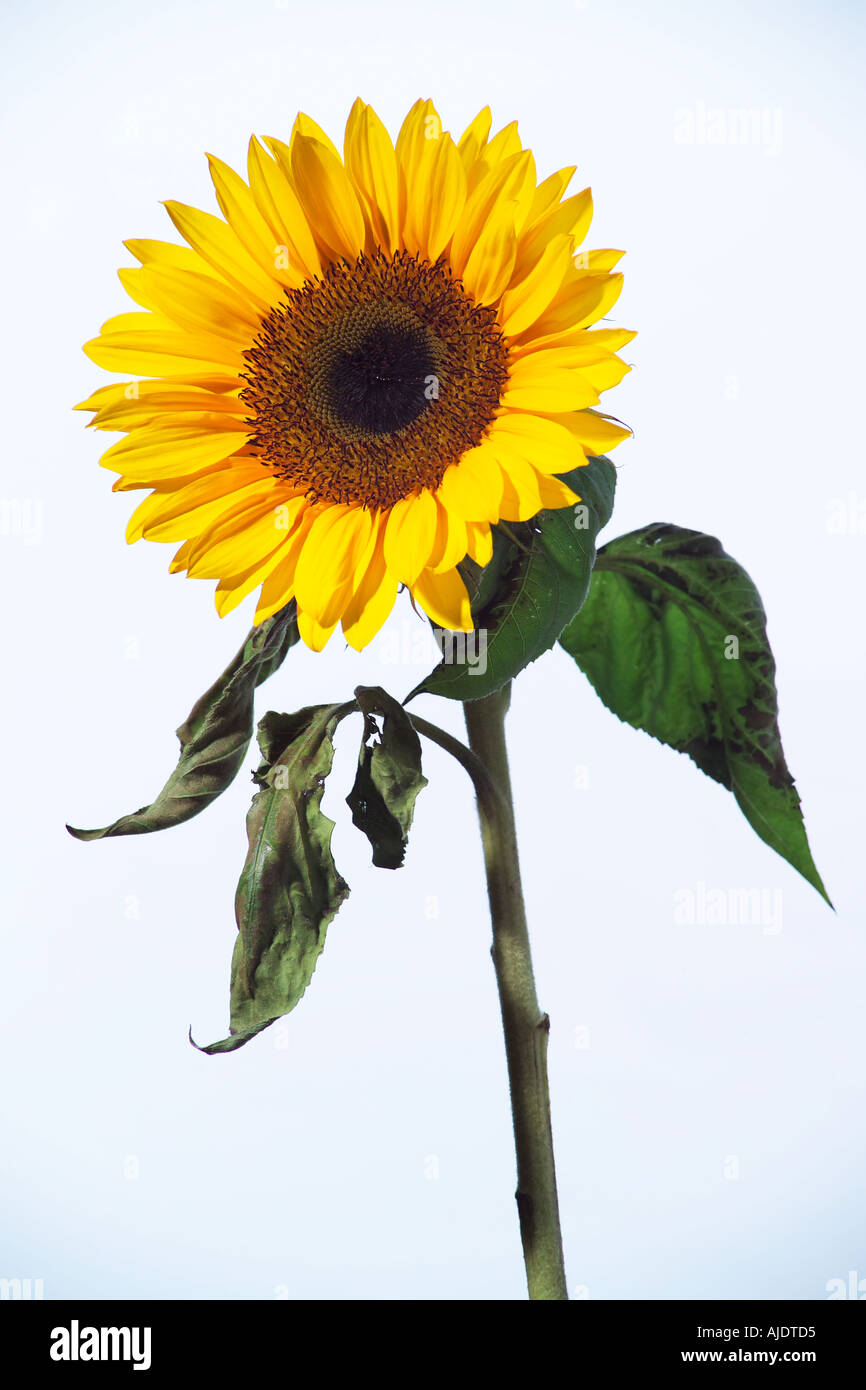 Facing in single direction hi-res stock photography and images - Alamy