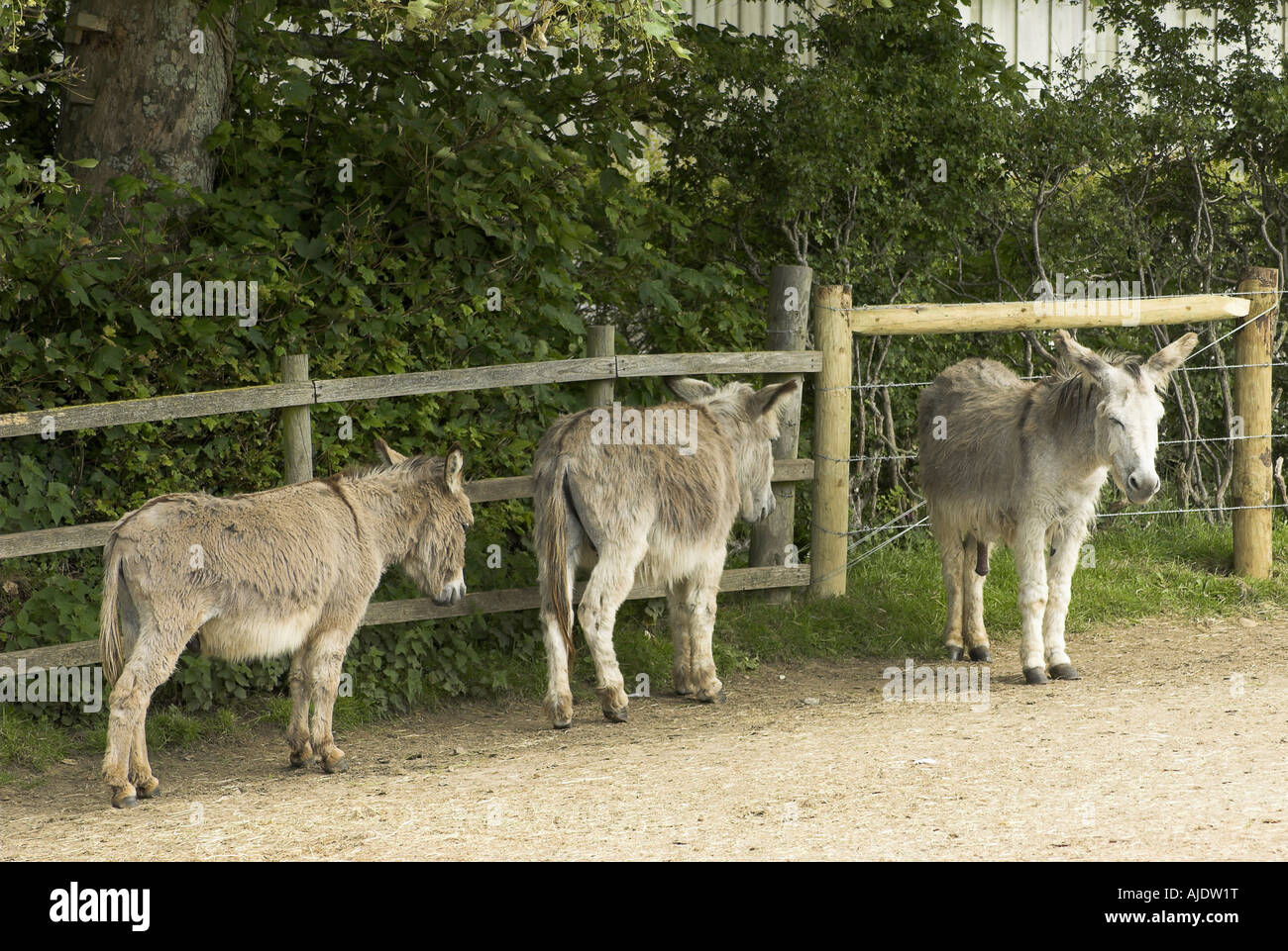 Three donkeys stand quietly together Stock Photo - Alamy
