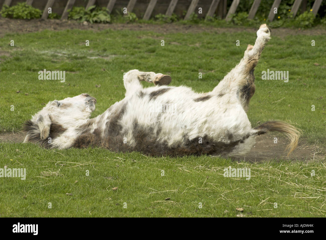 Donkey roll hi-res stock photography and images - Alamy