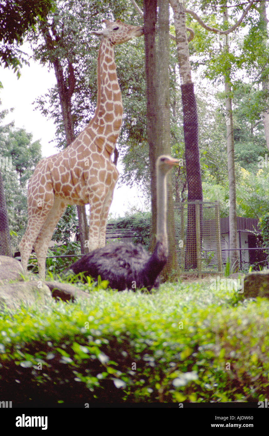 Giraffe and ostrich Singapore zoo Stock Photo - Alamy