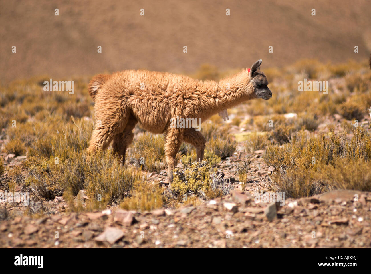 Llama into the Puna Jujeña, Province of Jujuy, Argentina, South America ...