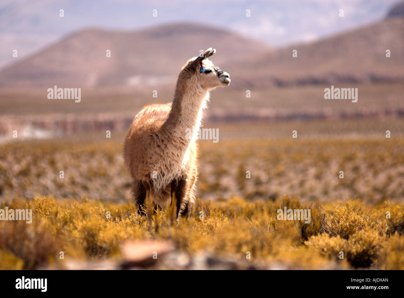 Puna jujeña province jujuy argentina hi-res stock photography and ...